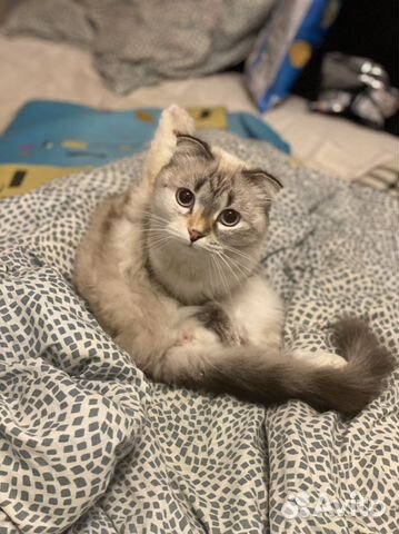 Невская маскарадная помесь с вислоухой