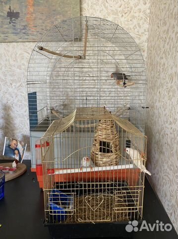 Зебровые амадины