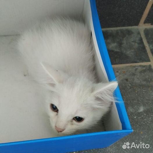 Отдам котят метисов