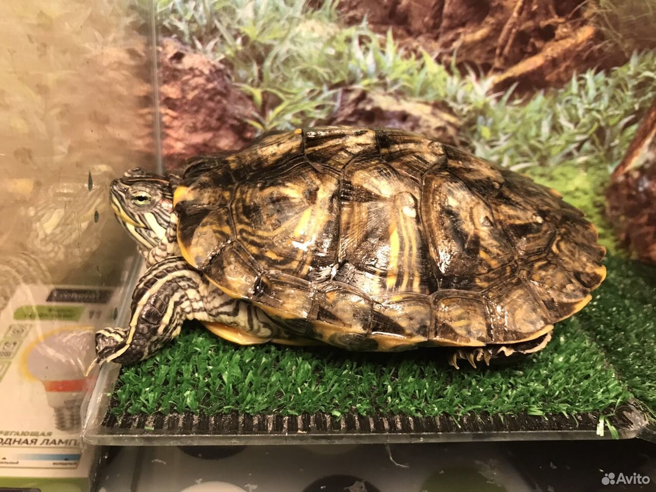 Черепаха красноухая в самые добрые руки