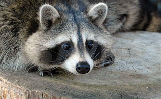 Енот поласкун 4 месяца