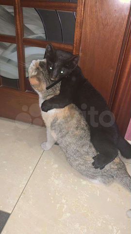 Соболя и хорьки домашнего разведения