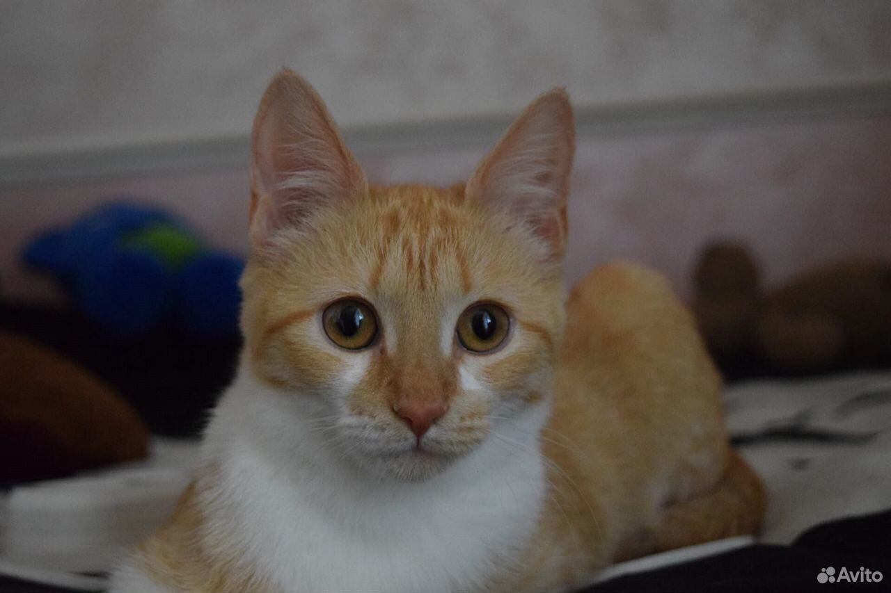 Кошка в добрые руки