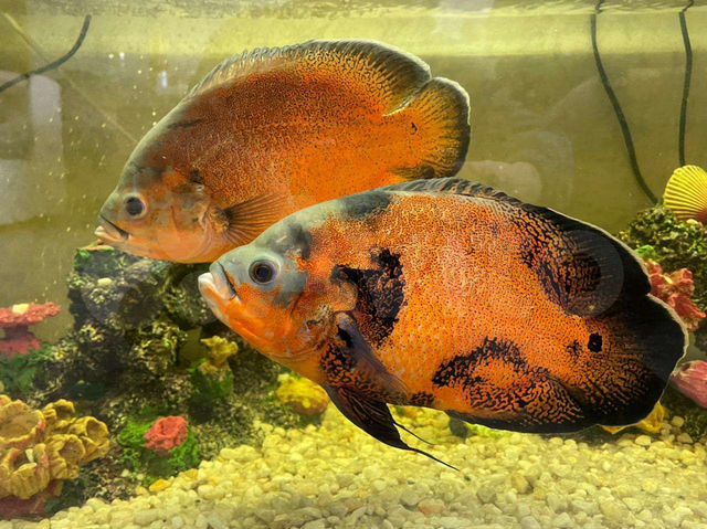 Астронотус