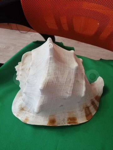 Ракушка гигантская рапан