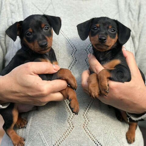 Щенки цвергпинчера мальчики