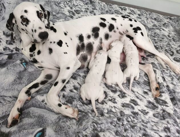 Щенки далматина