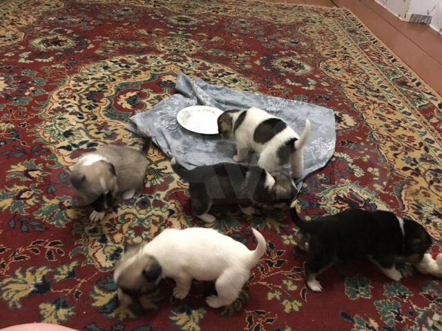 Дворняги, корни пекинеса