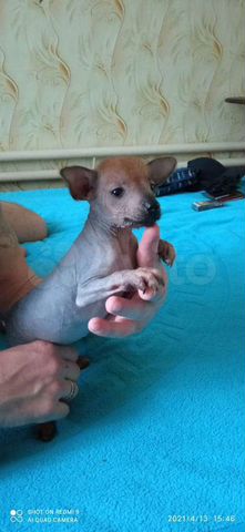 Китайская хохлатая голая