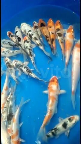 Японский Карп Кои