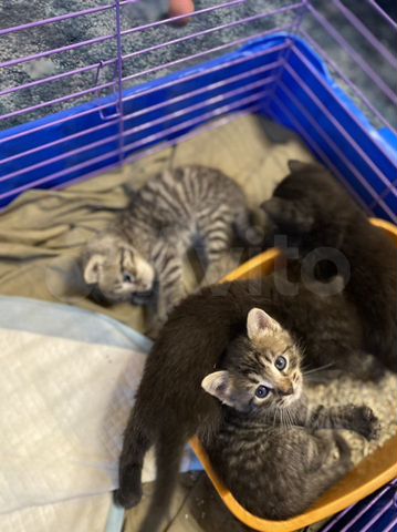 Котята в добрые руки