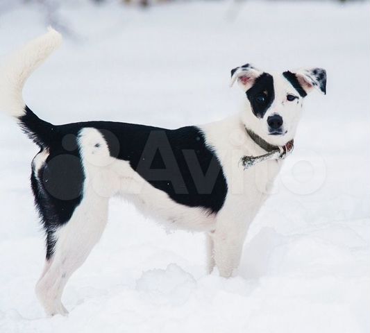 Маргоша небольшая комнатная собака