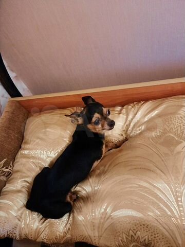 Той-терьер вязка