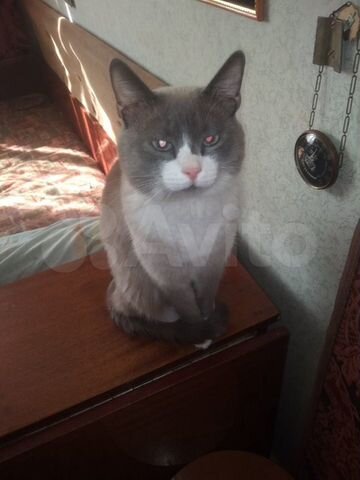 Отдаем в добрые руки