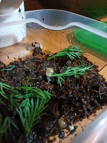 Улитки Ахатин