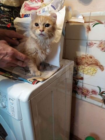 Потерялась кошка