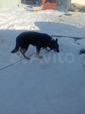 Вязка кобель немецкая овчарка