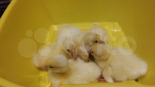 Гусята Линда