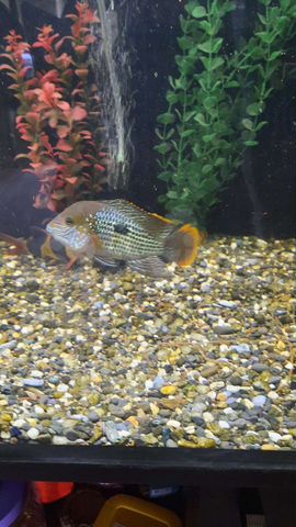 Акара бирюзовая