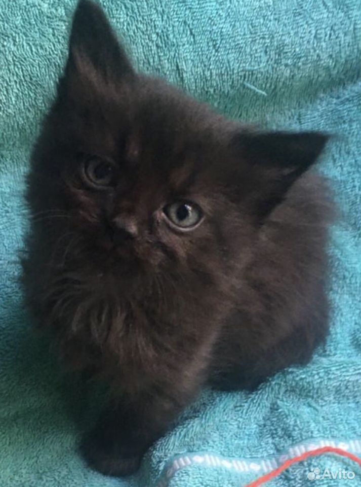 Котёнок чёрный/шоколад