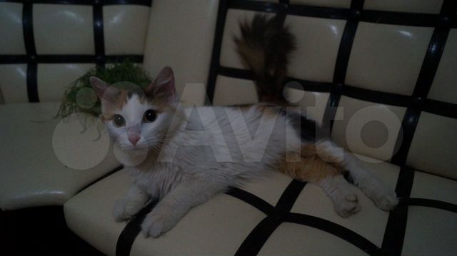 Стерилизованая кошечка в добрые руки