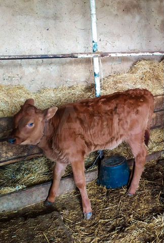 Продаются телята и корова