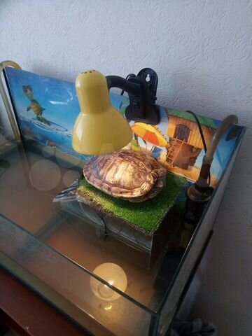 Продам красноухую черепаху