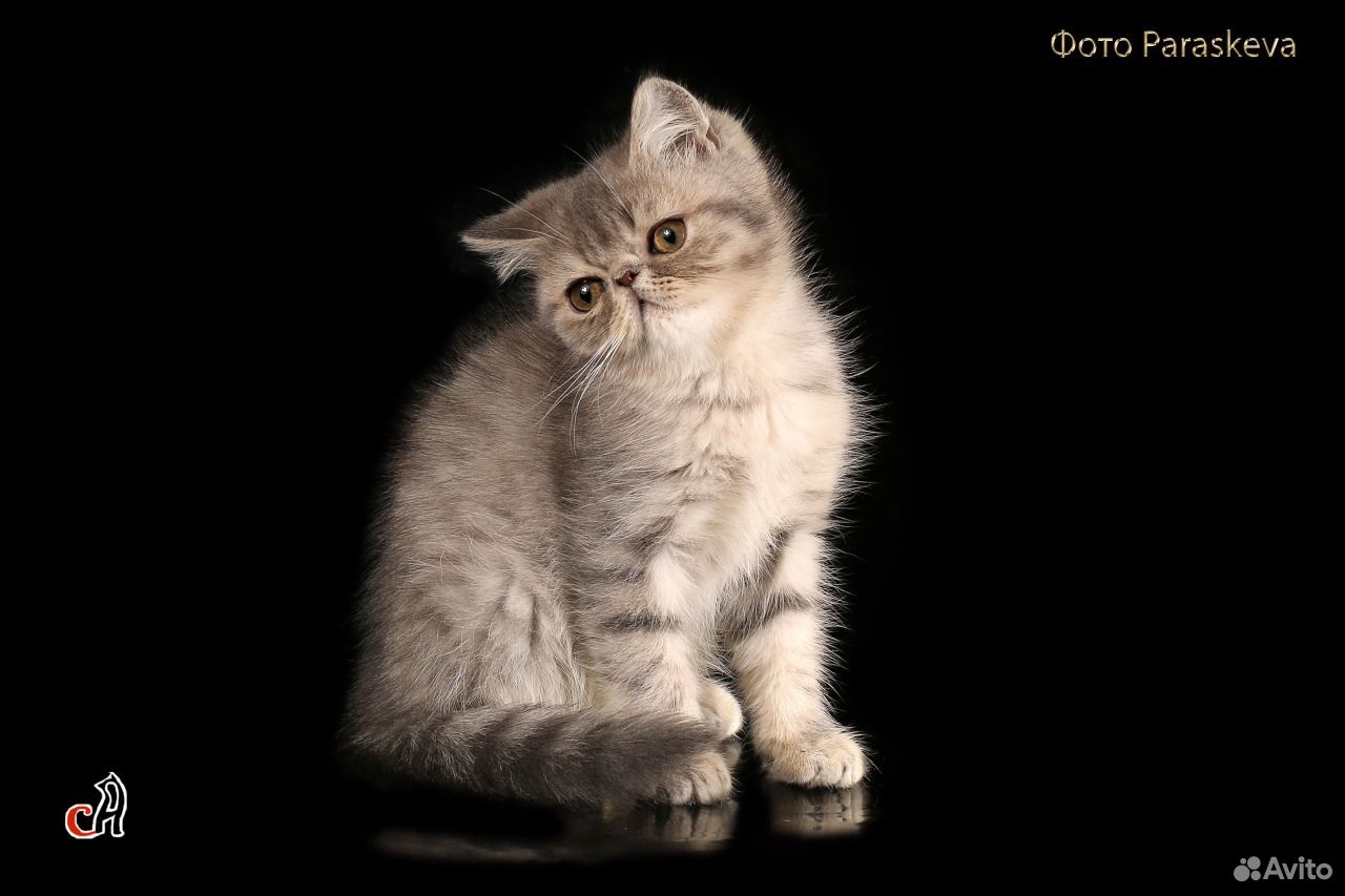 Голубое очарование)