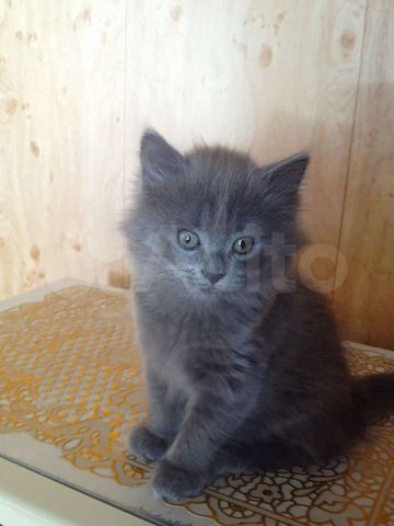 Кошка в дар