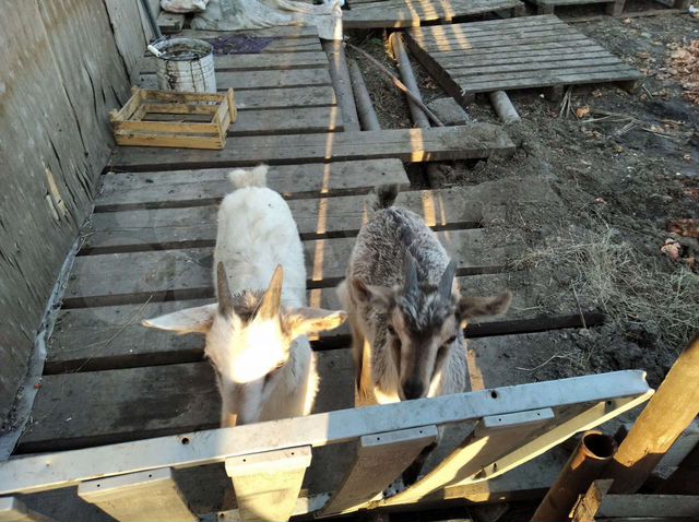 Козочки, козлята