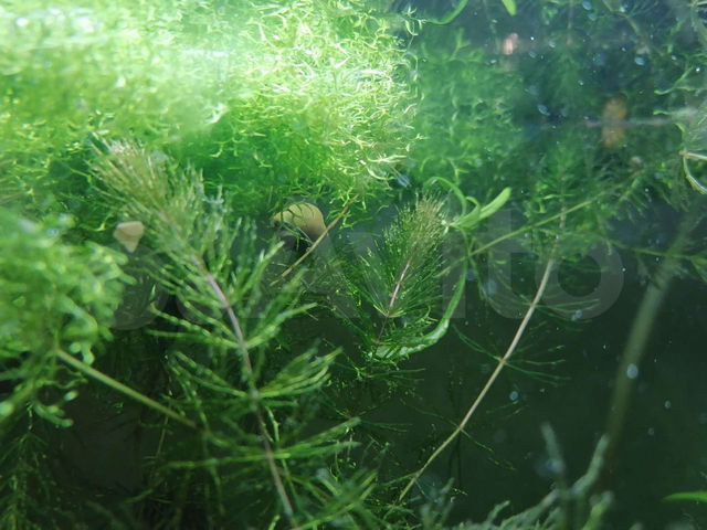 Аквариумные рыбки