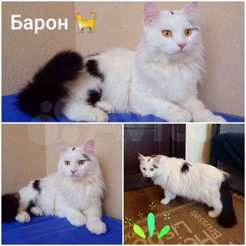 Кот Барон, 3 года