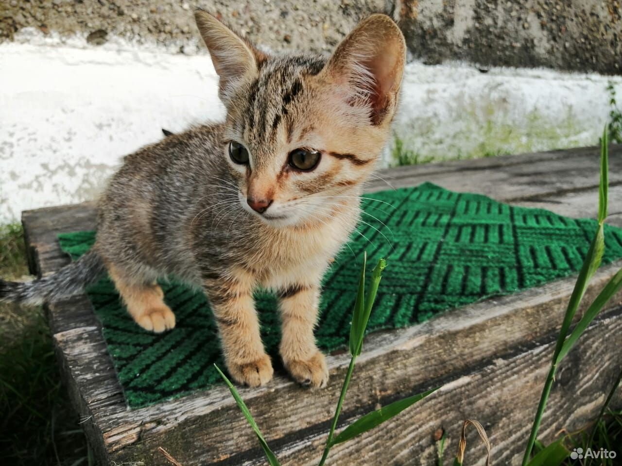 Кошечка полосатик