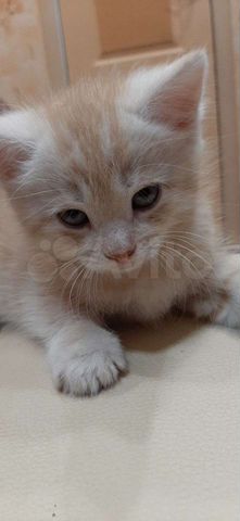 Рыжий котик