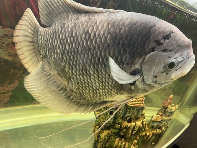 Гиганский гурами промысловый