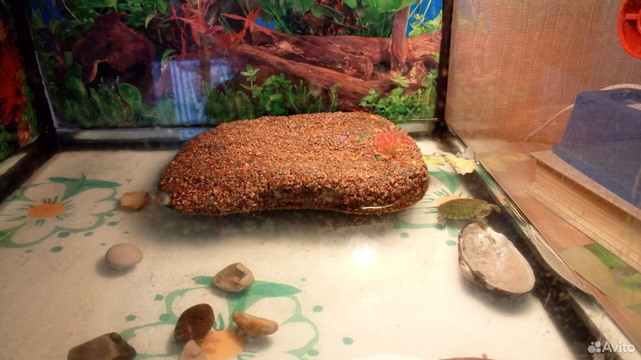 Красноухая черепаха