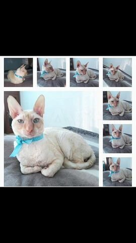 Шикарный корниш-рекс ищет невесту