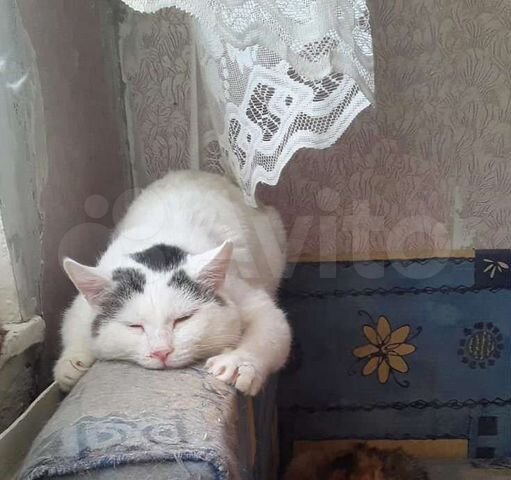 Кот Василий