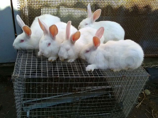 Белый паннон и сов.шиншила