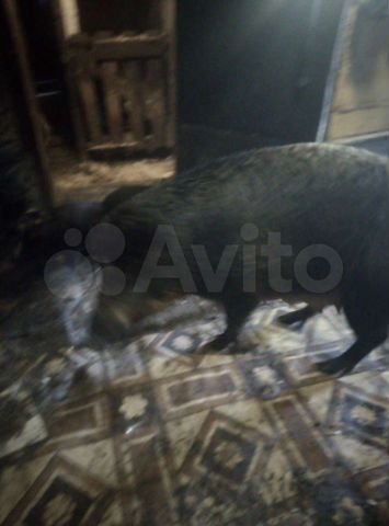 Свиноматка