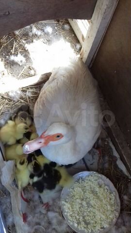 Яйца мускусной утки