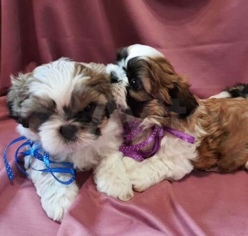 Малыши карандаши