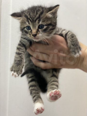 Счастливые котята в добрые руки