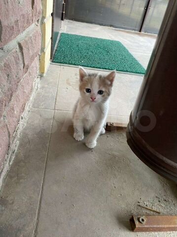 Котята в дар