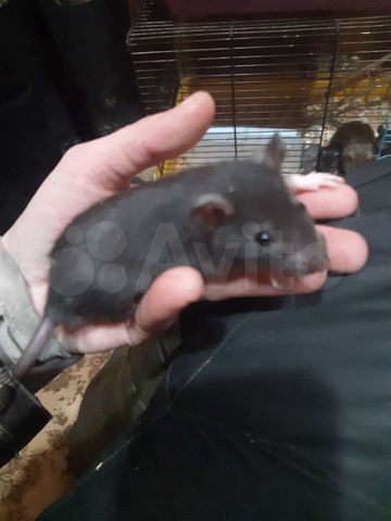 Декоративная крыса