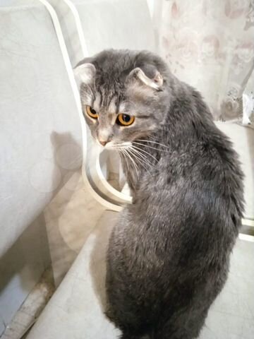 Шотландская вислоухая кошка