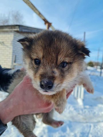 Щенок хаски метис бесплатно