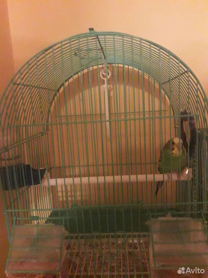 Попугайчик