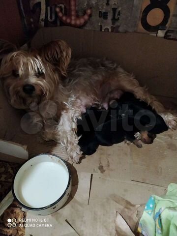 Собака в добрые руки метисы