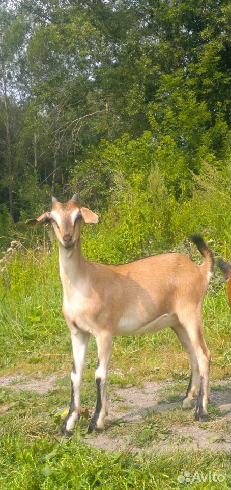 Коза нубийская